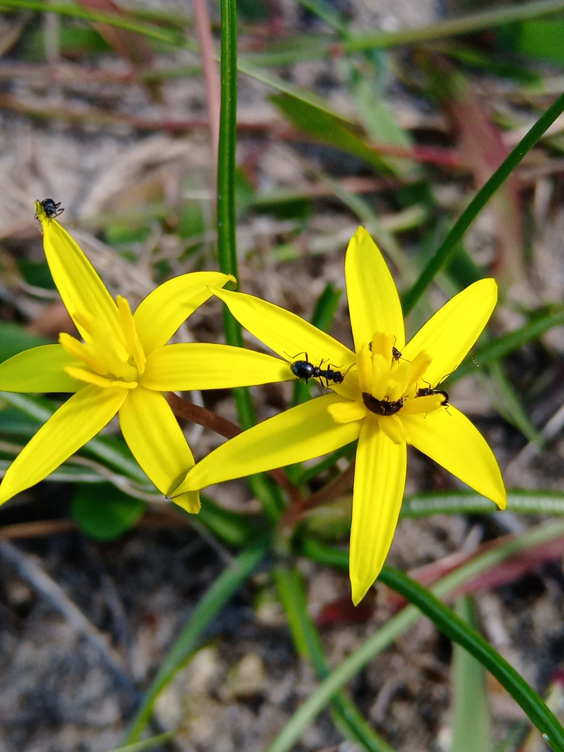Pollination – Darling Wildflower Society