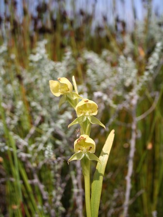 Local Wildflower Reserves – Darling Wildflower Society