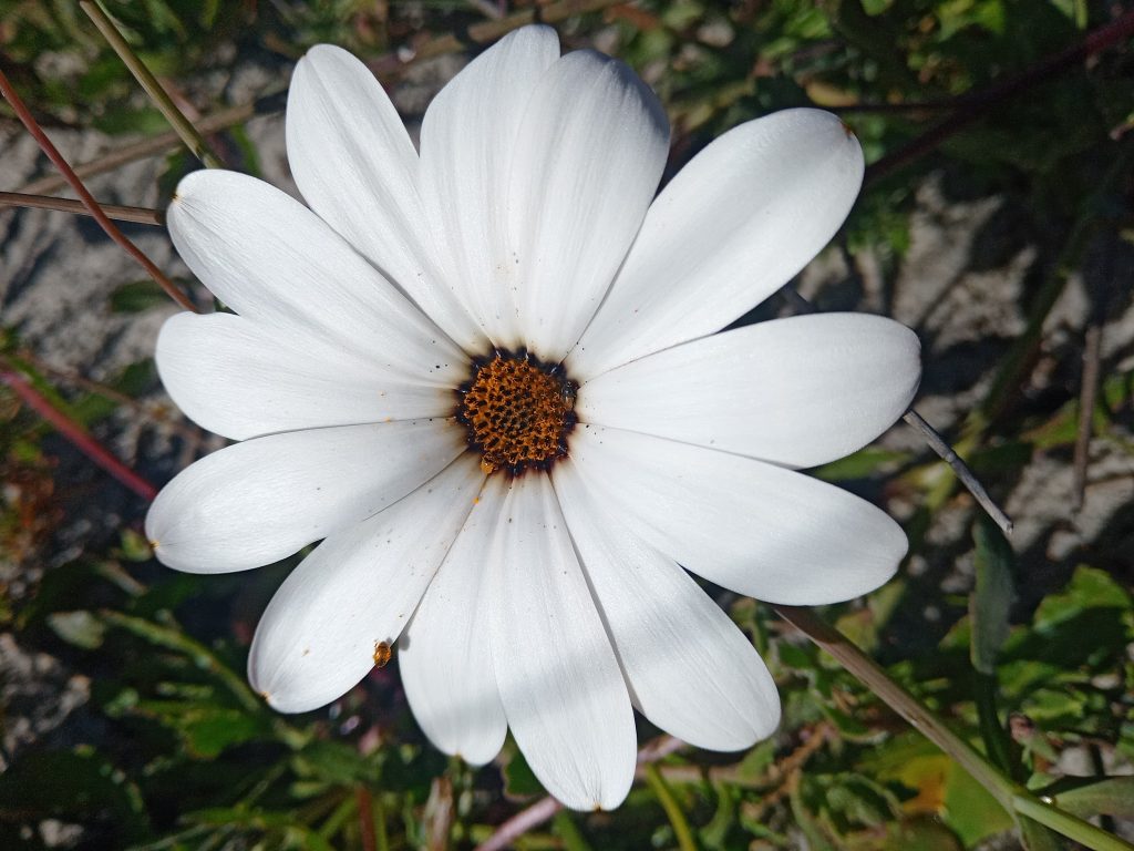 Local Wildflower Reserves – Darling Wildflower Society