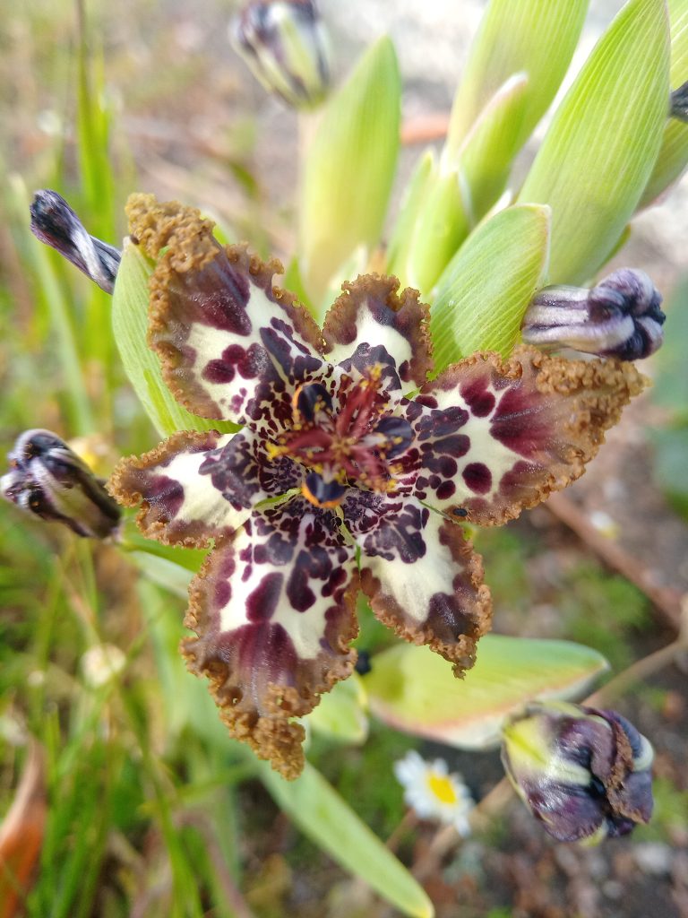Local Wildflower Reserves – Darling Wildflower Society