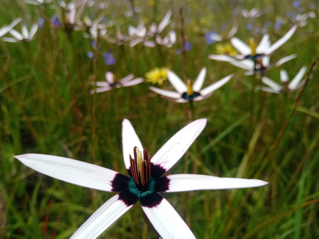 Local Wildflower Reserves – Darling Wildflower Society