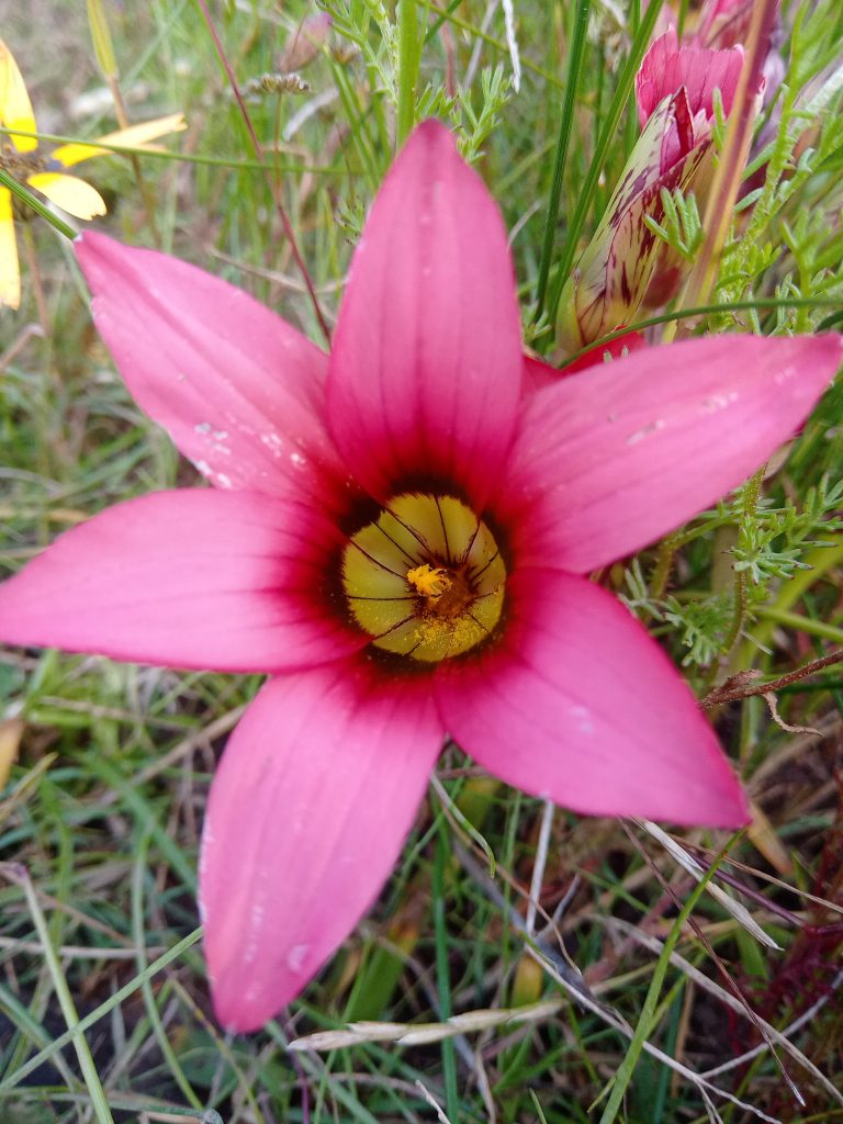 Local Wildflower Reserves – Darling Wildflower Society
