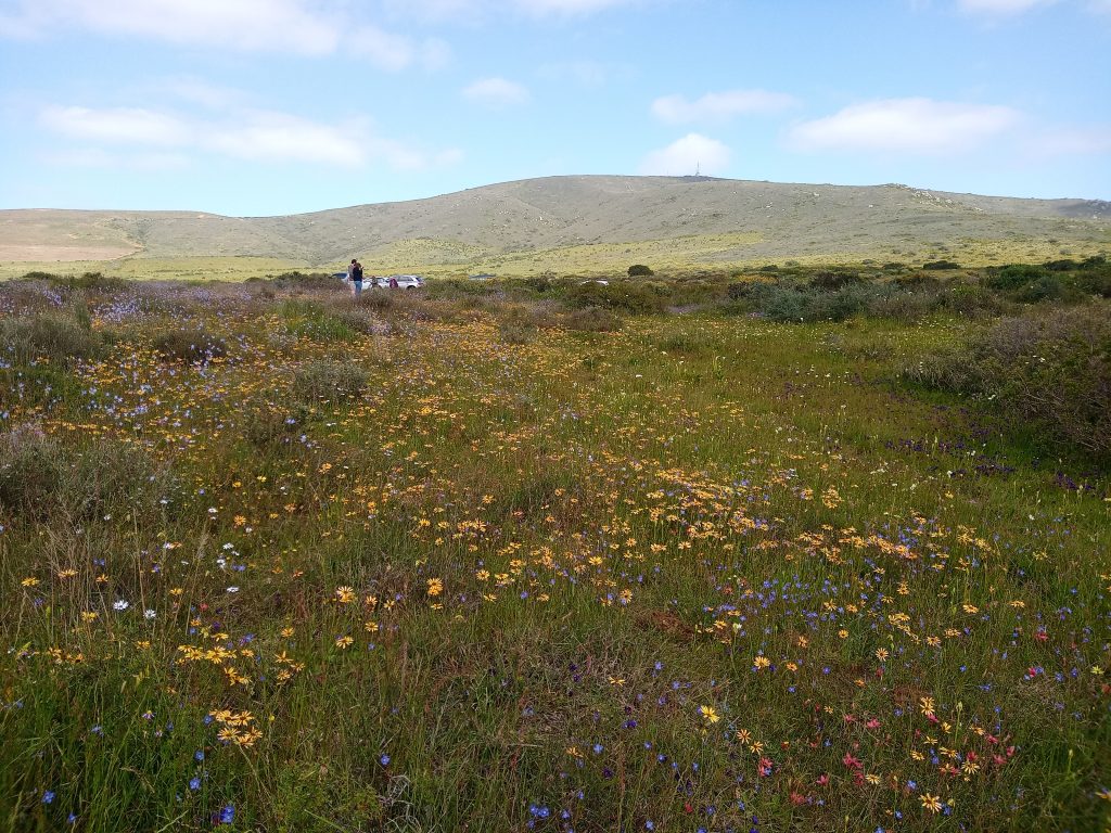Local Wildflower Reserves – Darling Wildflower Society