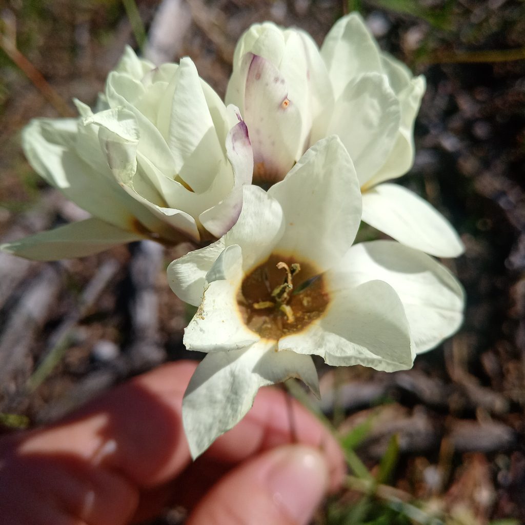 Local Wildflower Reserves – Darling Wildflower Society