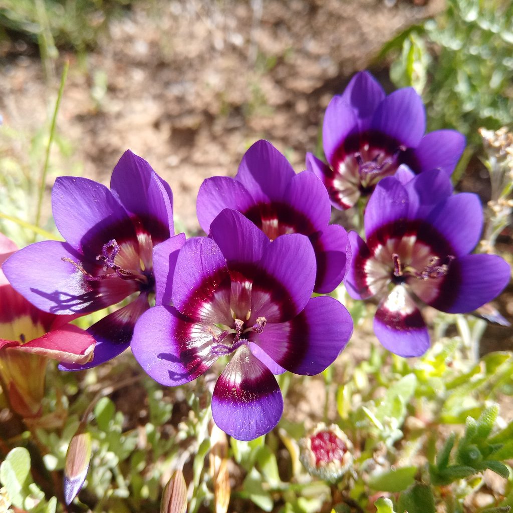 Local Wildflower Reserves – Darling Wildflower Society